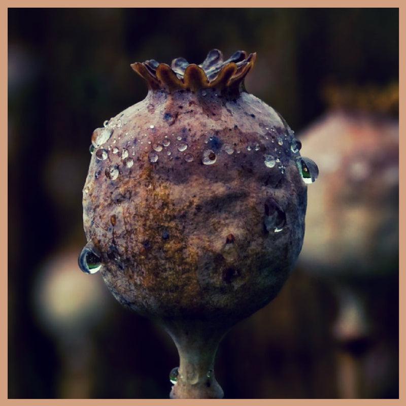 Dark Opium Fragrance Oil | Over 550 Luxury Candle Scents | Craftovator ...
