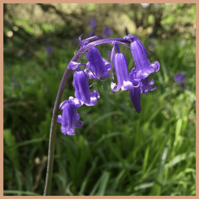 Wild Bluebell Fragrance Oil | Over 550 Luxury Candle Scents ...